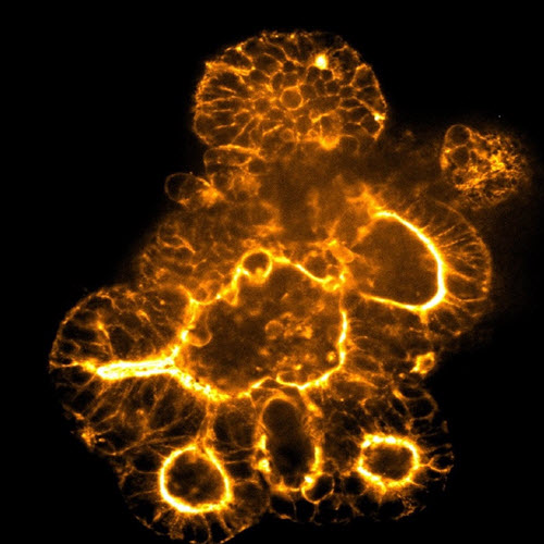 Discover the new ImageXpress HCS.ai High-Content Screening System